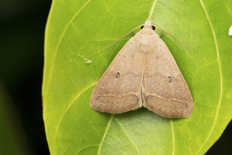 Brown Leaf Moth, Eublemma Rivula at Satara, Maharashtra Stock Image ...