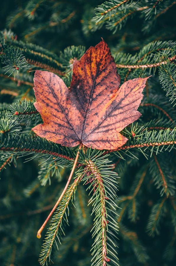 Leaf on pine tree stock photo. Image of foliage, outdoor - 117875570