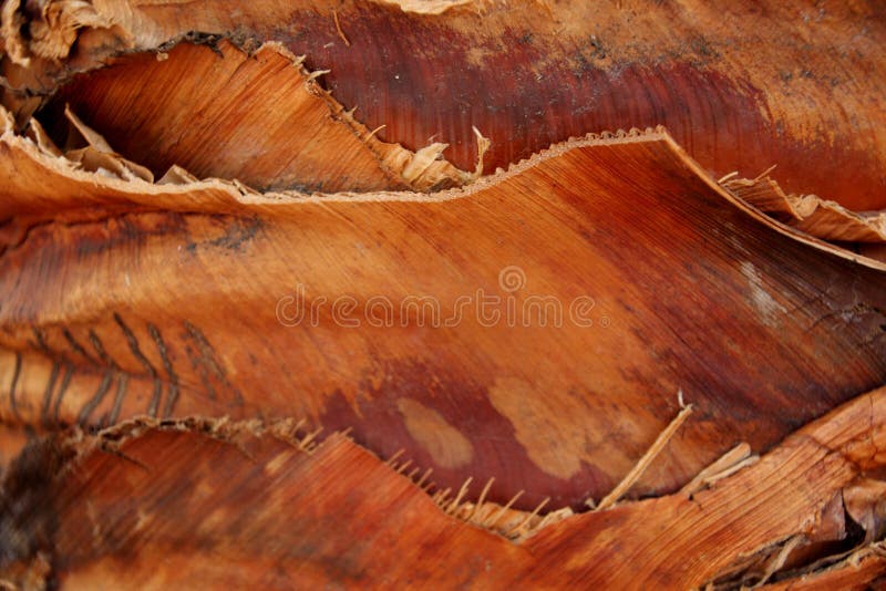Brown leaf sheath stock photo. Image of overlap, natural - 39924990