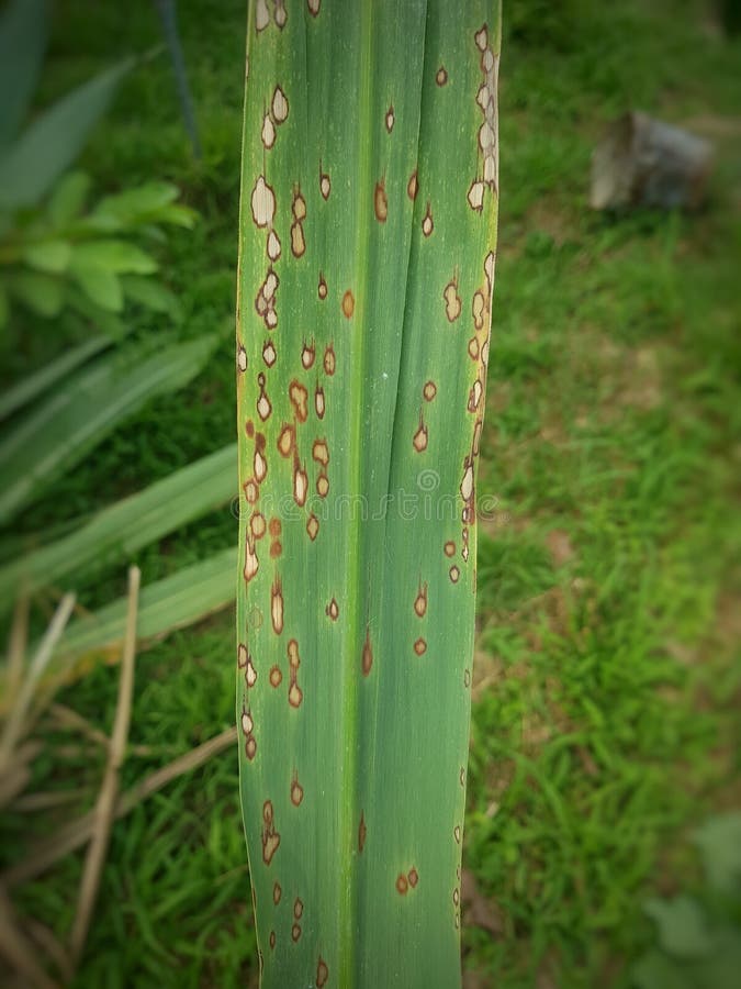 Brown Spot is a Fungal Disease on Paddy Rice in Viet Nam. Stock Photo ...