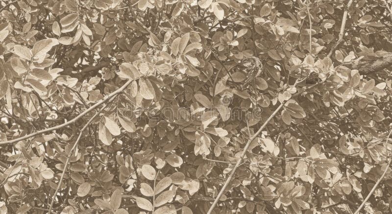 Brown Leaf Texture Background Stock Illustration - Illustration of ...