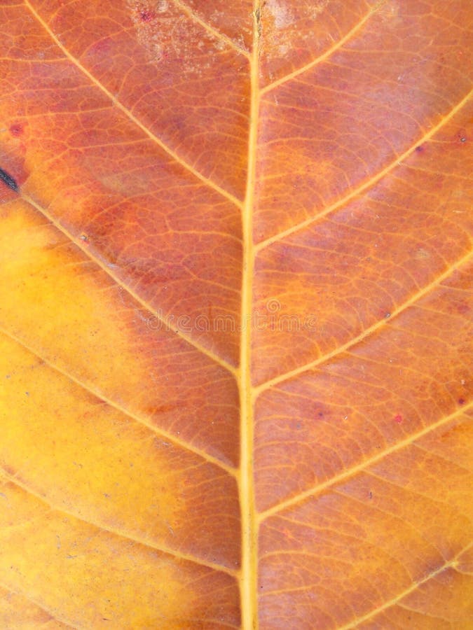 Brown leaf texture stock photo. Image of ecology, growth - 157782150