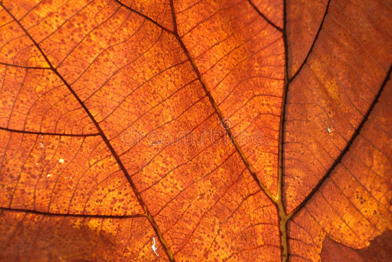 Brown leave close up stock photo. Image of background - 193572568