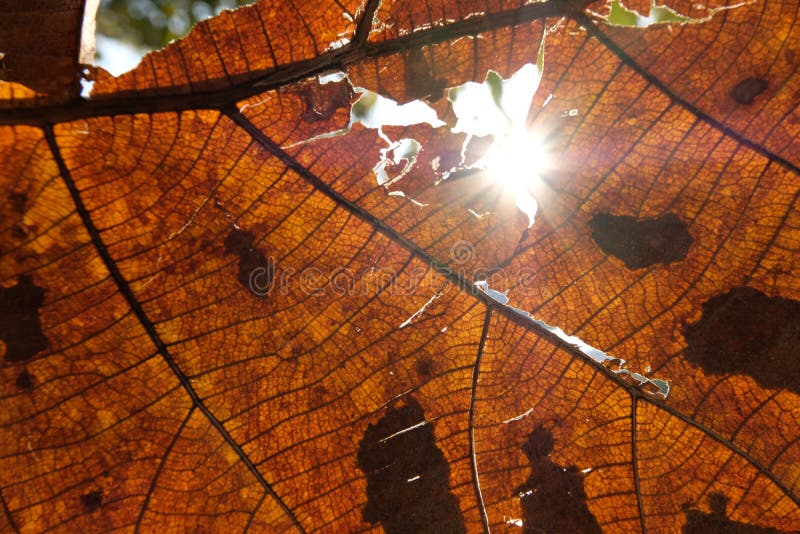 Brown leave close up stock photo. Image of summer, spring - 193572574