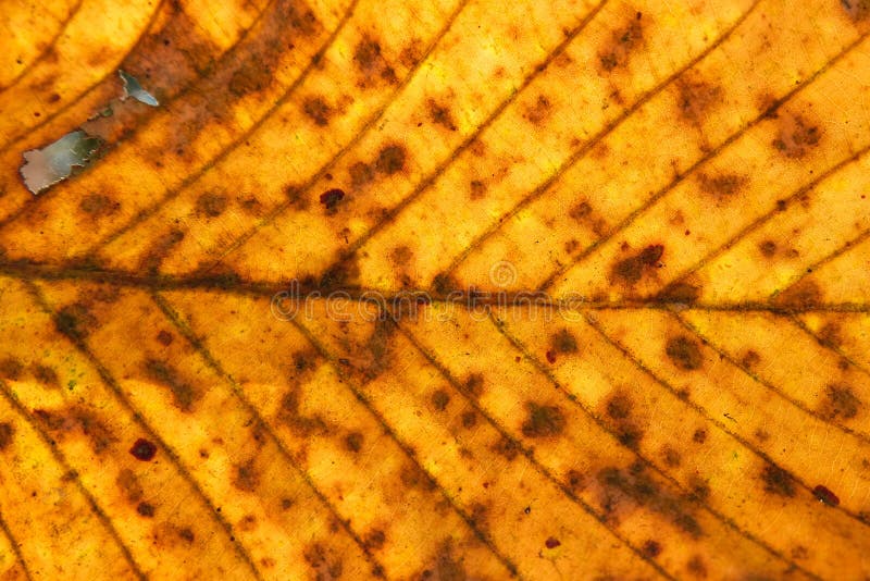 Brown leave close up stock photo. Image of closeup, brown - 193680906