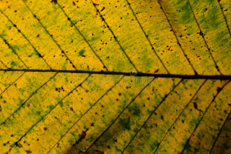 Brown leave close up stock image. Image of background - 193680935