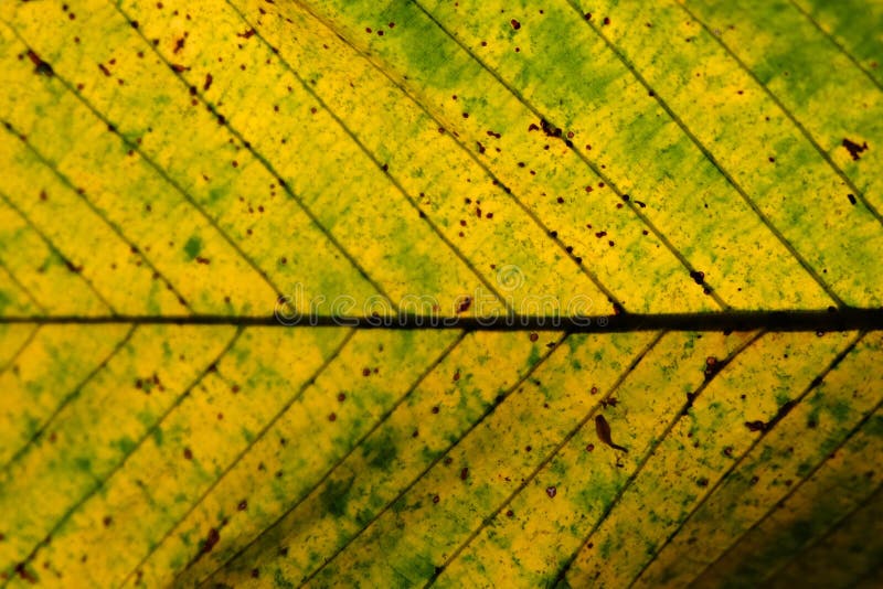 Brown leave close up stock photo. Image of close, abstract - 194176600