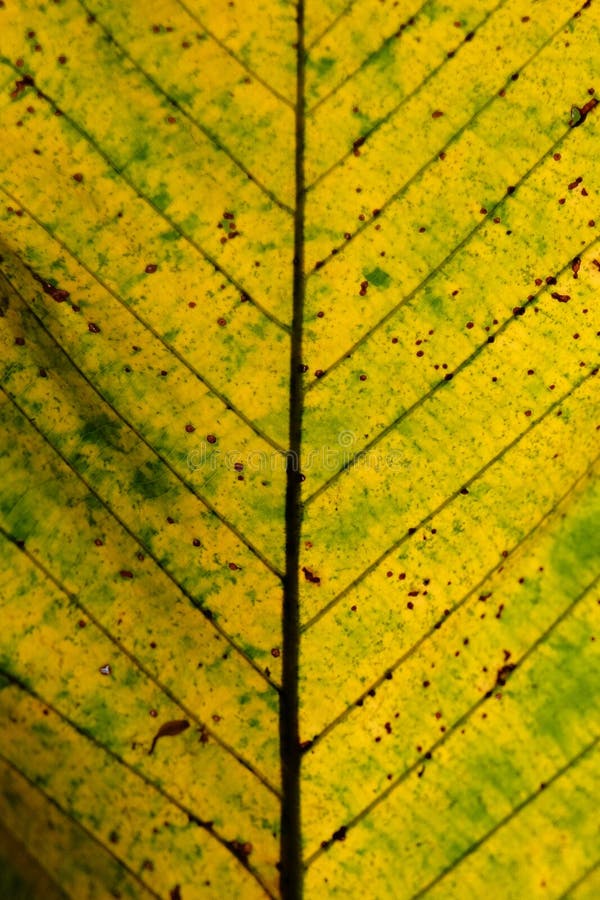 Brown leave close up stock image. Image of life, nature - 194176601