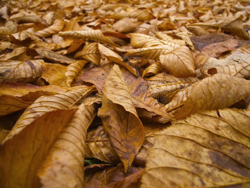 Brown leaves stock image. Image of full, plant, season - 28838035