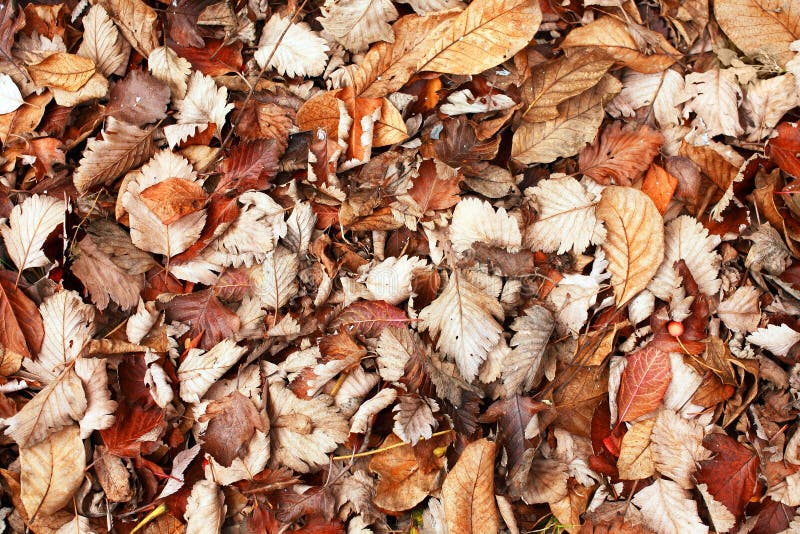 Brown leaves background stock image. Image of forest - 34852047