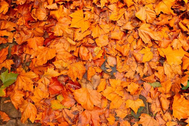 Brown Leaves Background Photo. Autumn Background. Abstract Fall Concept ...