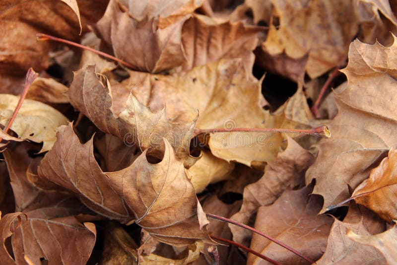 Brown leaves stock image. Image of leaf, theme, autumn - 46784447