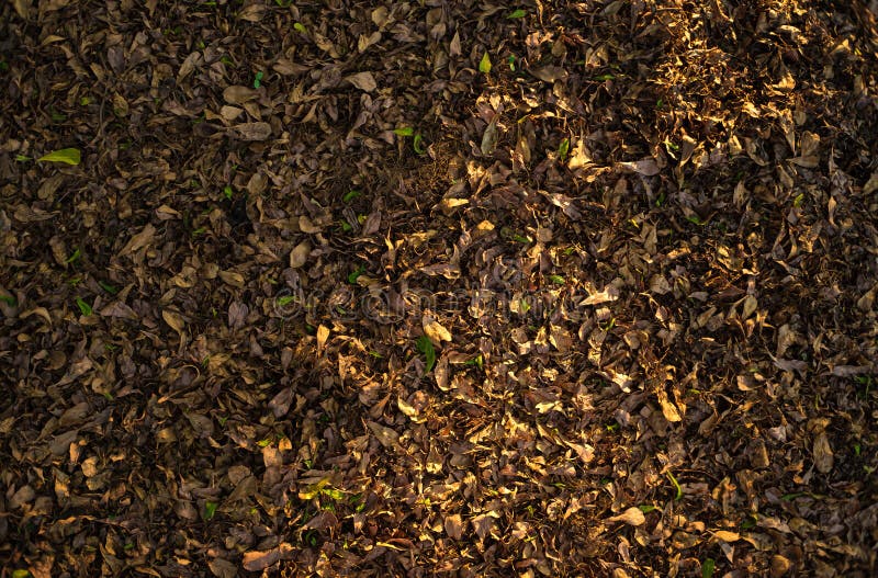 Brown Leaves Fall on the Ground in Sunset Yellow Light with Shadow ...