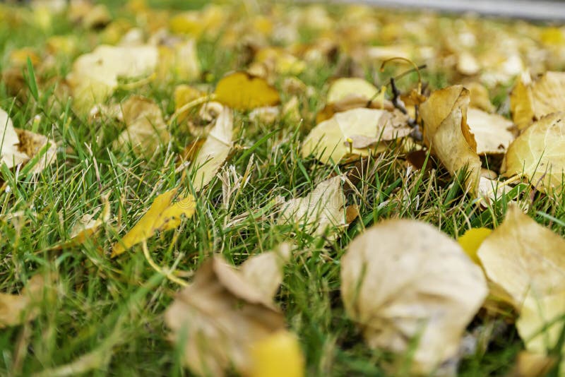 Brown Leaves on Grass Lawn in Fall Stock Image - Image of park, nature ...