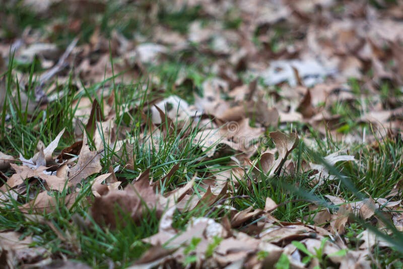 Brown leaves stock photo. Image of green, spring, seasons - 256108074