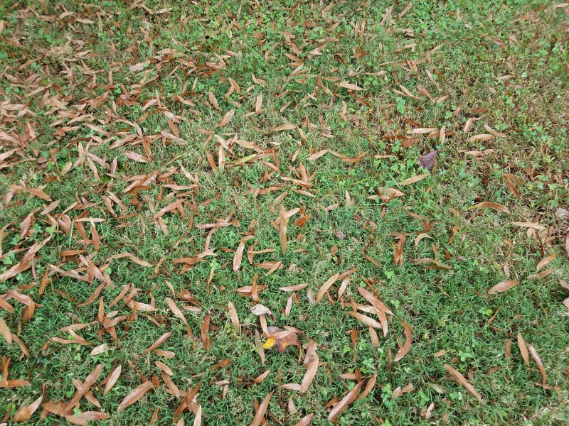 Brown Leaves on Green Grass and a Floating Brown Leaf Stock Photo ...