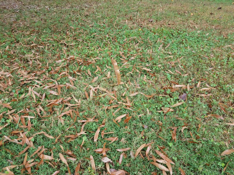 Brown Leaves on Green Grass and a Floating Brown Leaf Stock Image ...