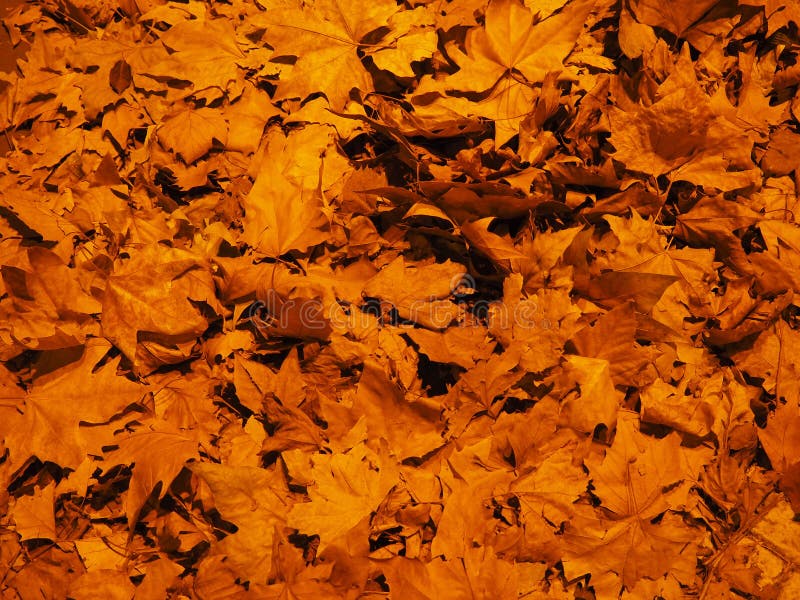 Brown Leaves Texture Background Stock Image - Image of material, leaves ...