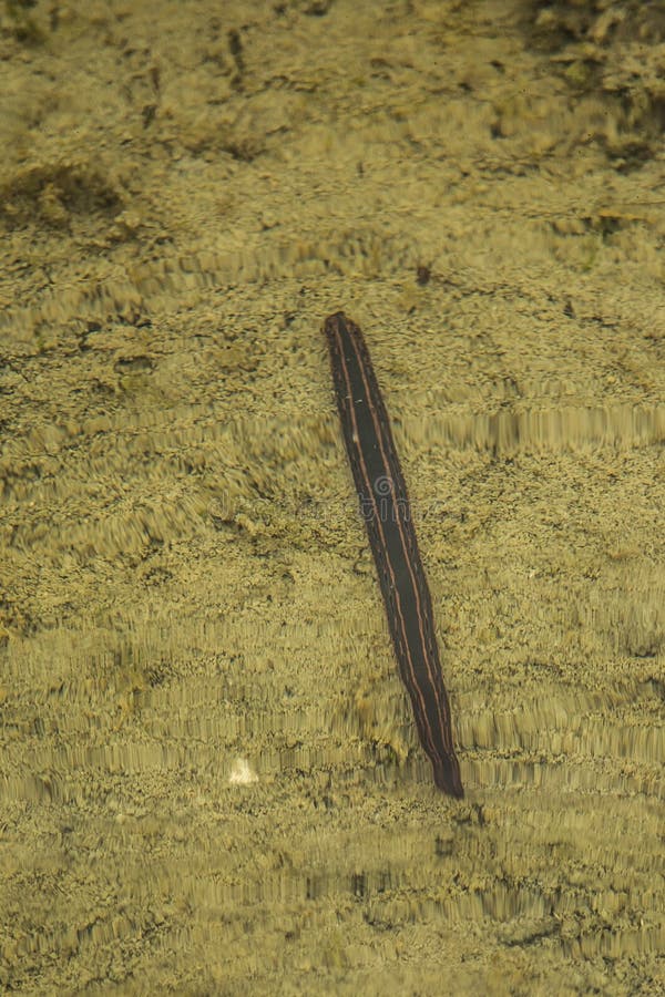 A Brown Leech Swimming in a Shallow Pond Stock Image - Image of ...