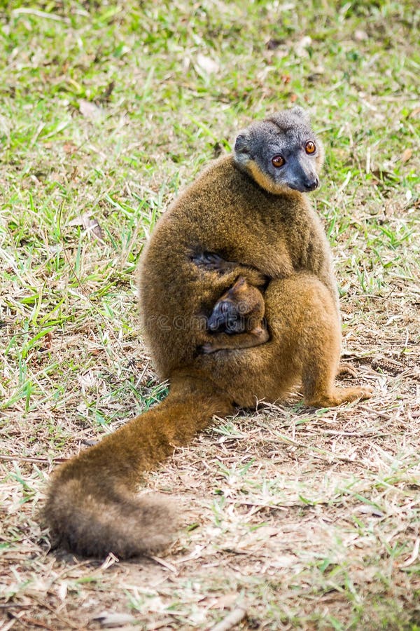 Brown lemur stock image. Image of deciduous, baby, black - 35239723