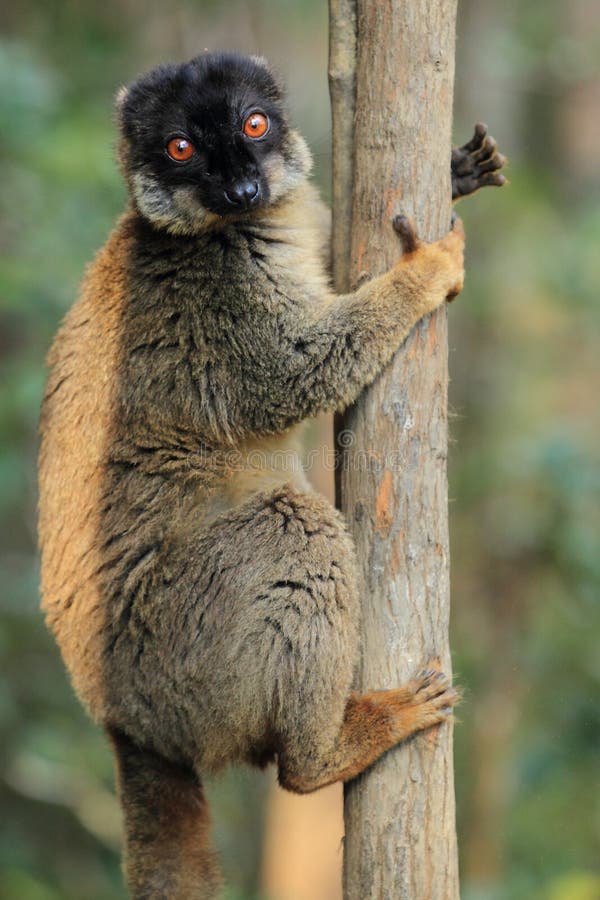 Common brown lemur stock image. Image of primate, nature - 32576605