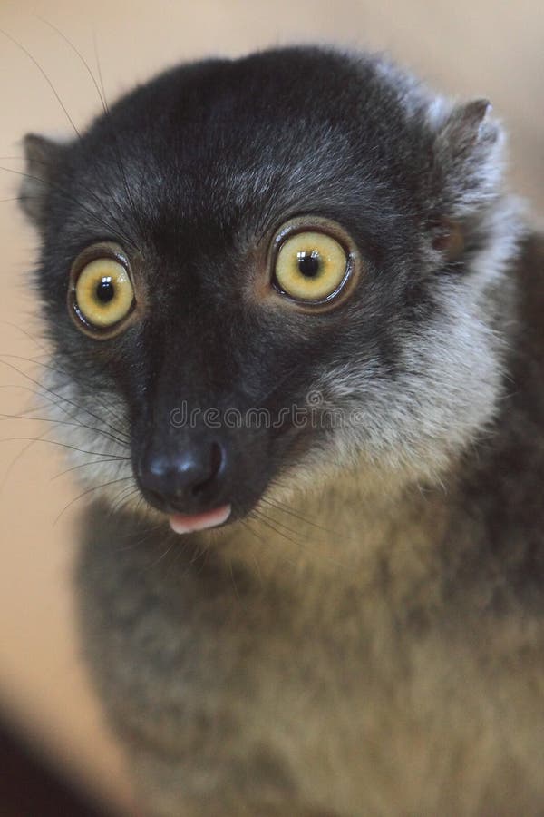 Brown lemur stock image. Image of common, brown, primate - 30454053