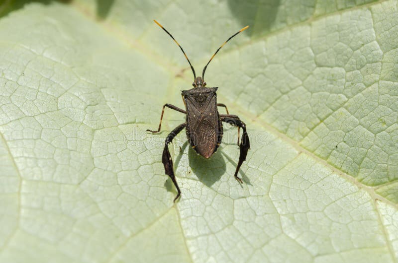Back of Leptoglossus Bug on Pumpkin Leaf Stock Image - Image of nature ...