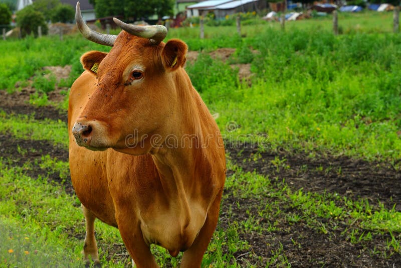 A Brown Limousine Cow in a Pasture Stock Image - Image of beautiful ...