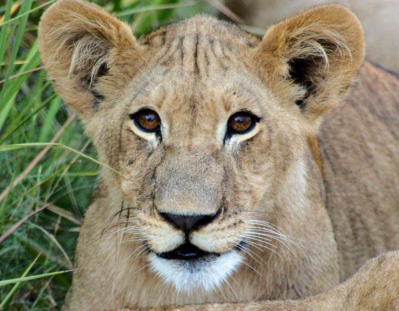 Brown Lion Cub stock photo. Image of lion, young, brown - 334603626