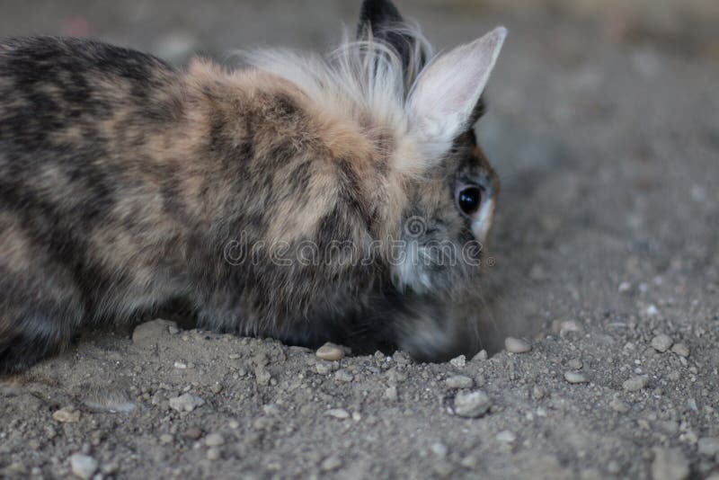Rabbit Digging Hole Near a Burrow Entrance Stock Illustration ...