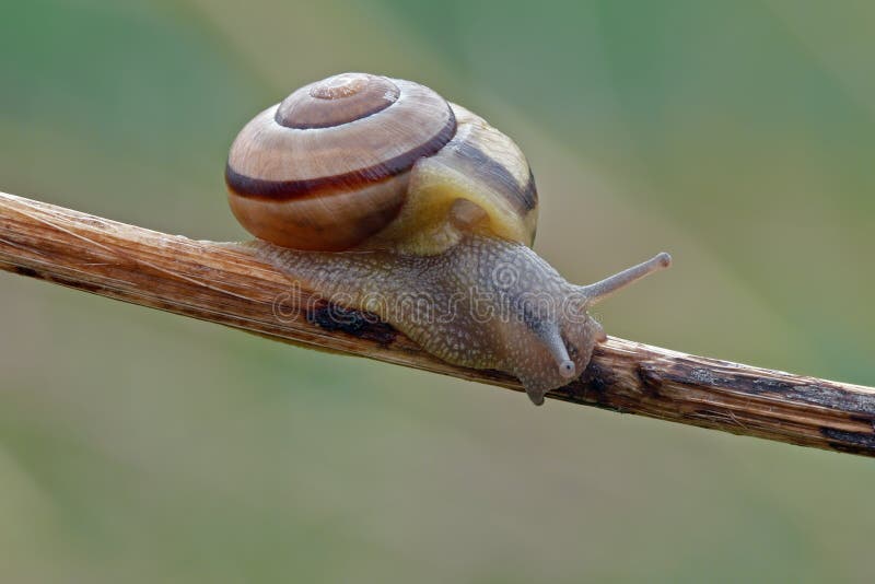 Snail and weed on sidewalk stock image. Image of dirt - 75519437