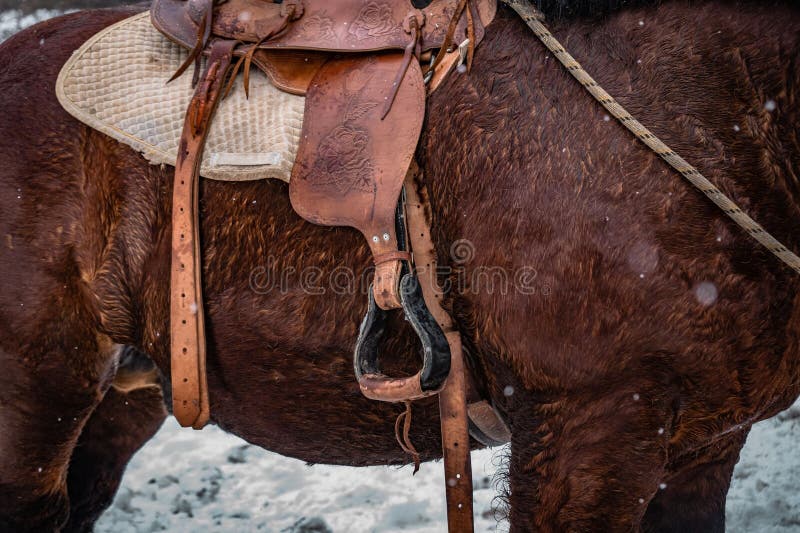 Brown Lithuanian Heavy Draft Horse in a Snowy Field during the Snowfall ...