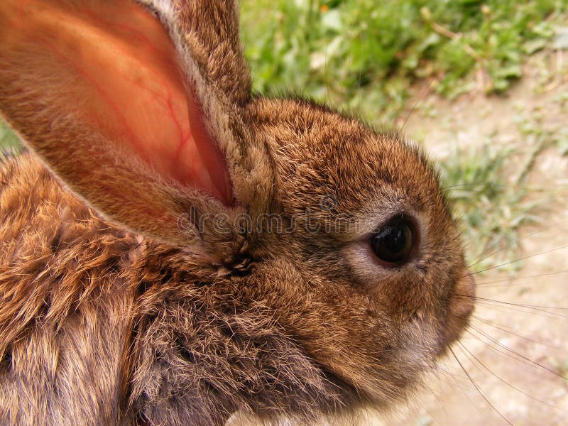 Brown little bunny stock image. Image of cute, farm, lagomorphs - 66519103