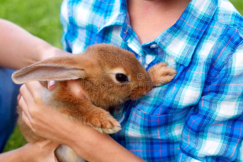 Brown Little Hare Sits in Mans Hands. Stock Image - Image of childhood ...