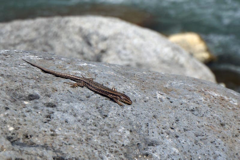 Brown Little Lizard Basks on a Gray Stone Stock Image - Image of ...