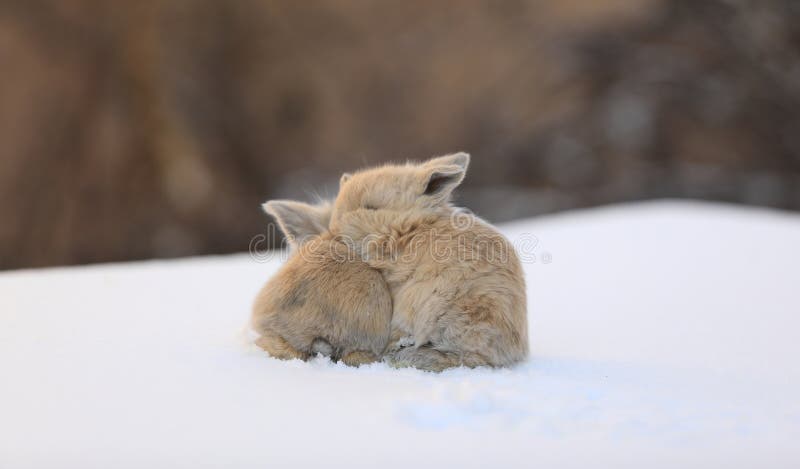 Brown Little Rabbit in Snow Stock Photo - Image of wild, furry: 334863904