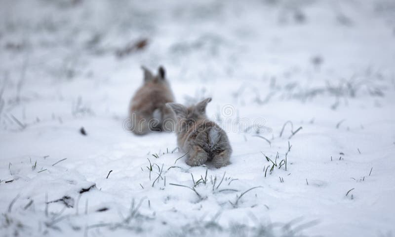 Brown Little Rabbit in Snow Stock Image - Image of animal, young: 334868909