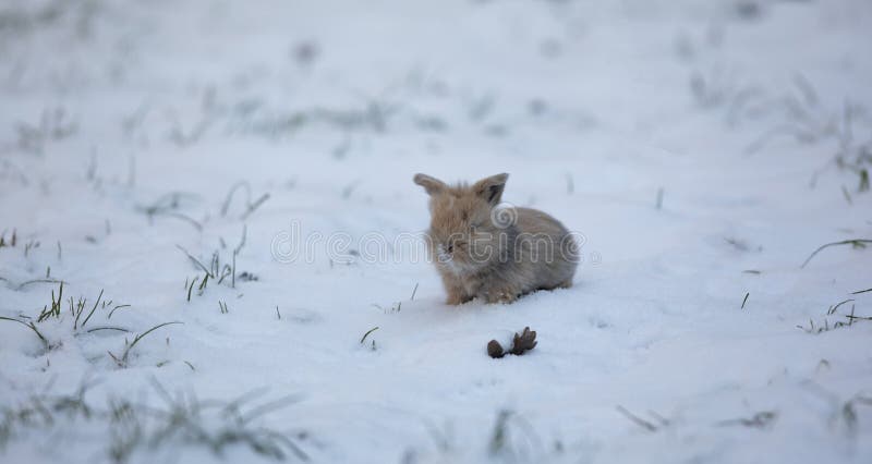 Brown Little Rabbit in Snow Stock Image - Image of animal, young: 334868909