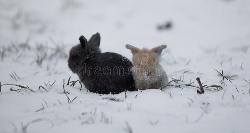 Brown Little Rabbit in Snow Stock Image - Image of animal, young: 334868909