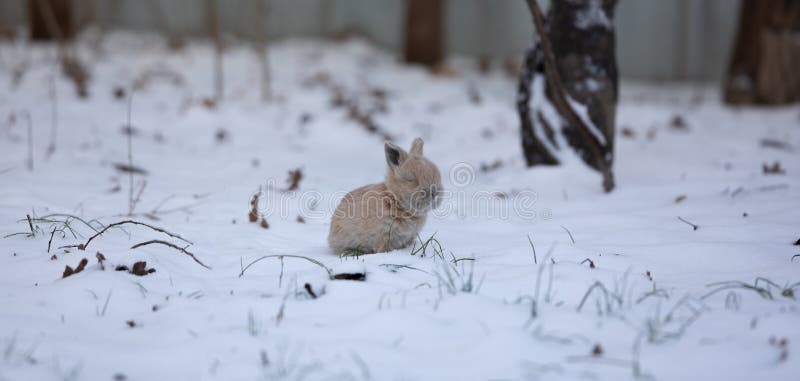 Brown Little Rabbit in Snow Stock Image - Image of animal, young: 334868909