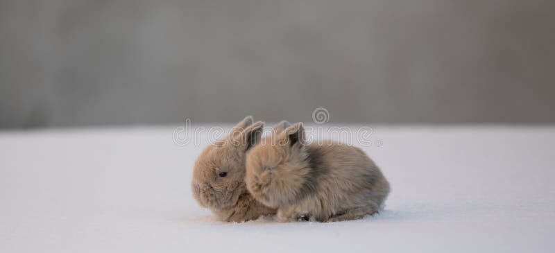 Brown Little Rabbit in Snow Stock Image - Image of animal, young: 334868909