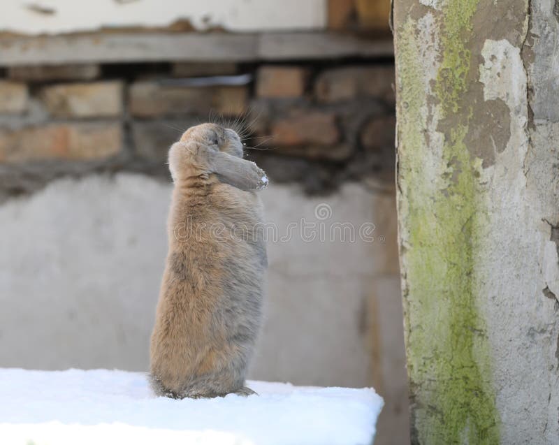 Brown Little Rabbit in Snow Stock Image - Image of animal, young: 334868909