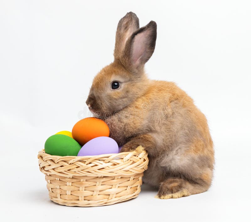 Cute Little Brown Rabbit and a Basket with Easter Eggs. Stock Image ...