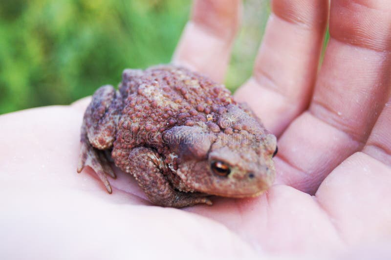 Little Toad Sitting on Pavement Stock Photo - Image of sitting, reptile ...