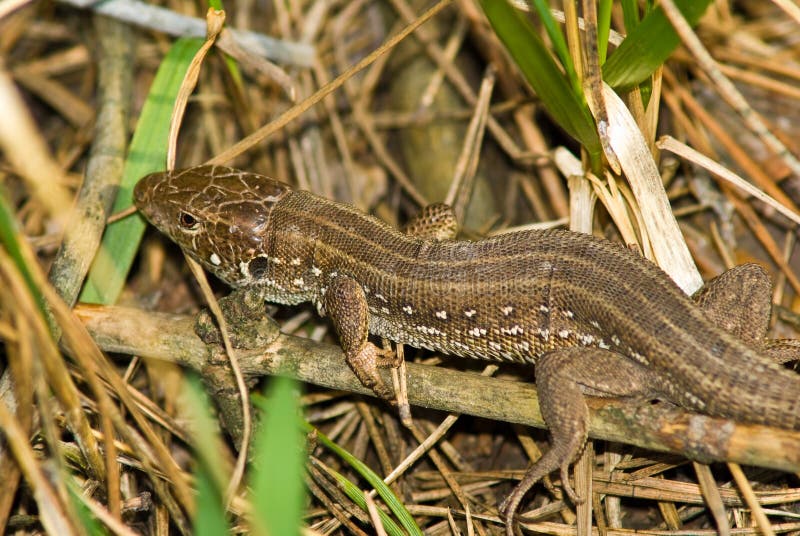 Brown lizard stock photo. Image of wild, hide, outdoor - 24164230