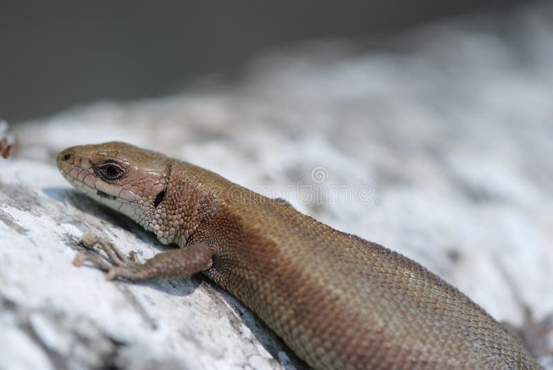 Brown lizard stock image. Image of bright, macro, pregnant - 26844849