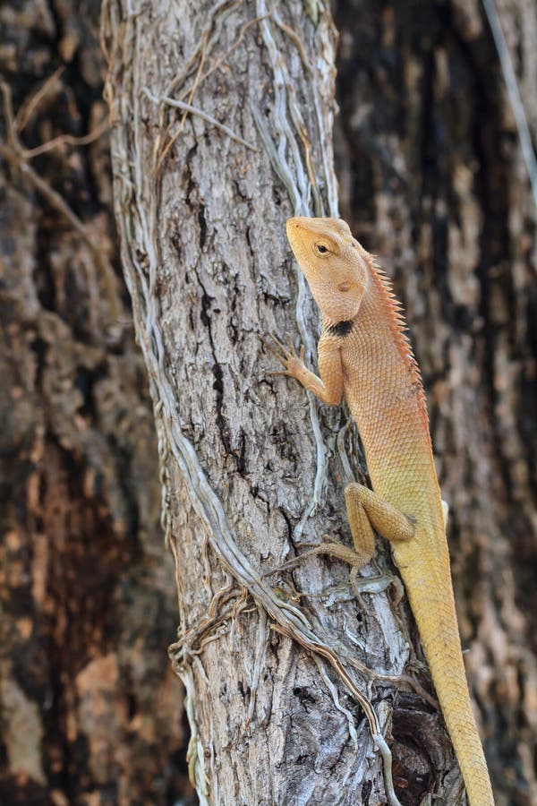 Brown Lizard, Asian Lizard or Tree Lizard Stock Photo - Image of exotic ...