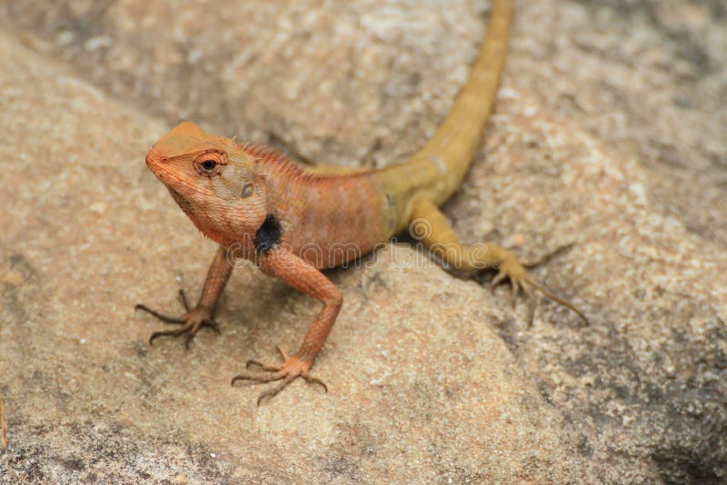 Brown Lizard, Asian Lizard or Tree Lizard Stock Image - Image of grass ...