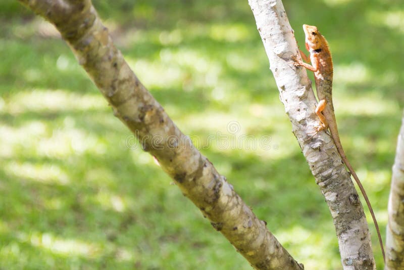 Brown Lizard, Asian Lizard or Tree Lizard Stock Image - Image of ...