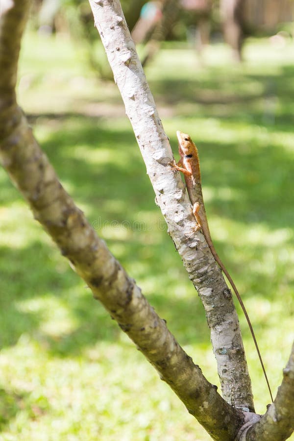 Brown Asian Lizard Hang Tree Stock Photos - Free & Royalty-Free Stock ...
